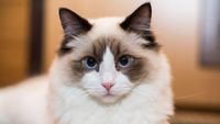 Kucing Ragdoll: Asal Mula, Karakteristik dan Cara Perawatan