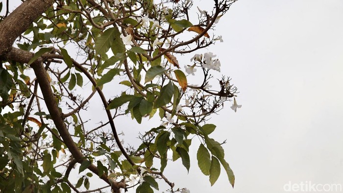 Bunga Tabebuya di Jalan Sudirman dan Kemang Raya Mulai Berguguran