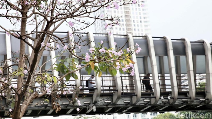 Bunga Tabebuya di Jalan Sudirman dan Kemang Raya Mulai Berguguran