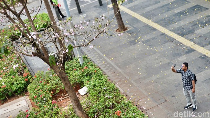 Bunga Tabebuya di Jalan Sudirman dan Kemang Raya Mulai Berguguran