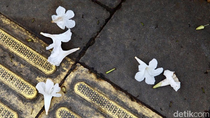 Bunga Tabebuya di Jalan Sudirman dan Kemang Raya Mulai Berguguran