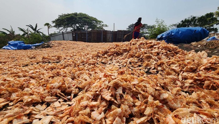 Potret Buruh Penjemur Kulit Udang, Diupah Rp 100.000/Hari