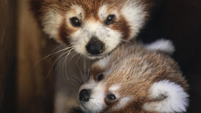 Bayi Panda Merah Langka Lahir di Yunani, Gemas Banget