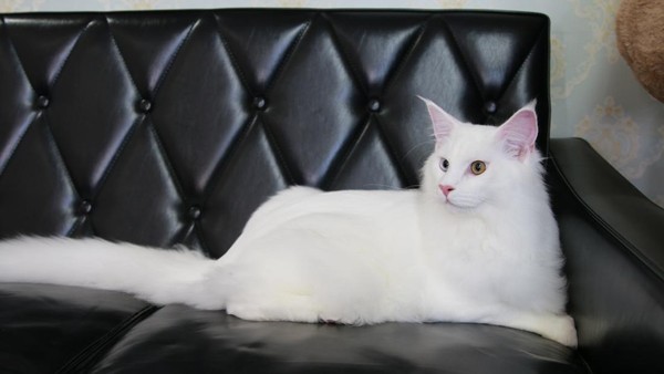 Kucing Angora Berbagai Jenis Kucing Imut Dan Lucu Untuk Jadi Hewan