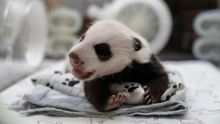 Potret Gemas Bayi Panda Raksasa Pertama yang Lahir di Rusia