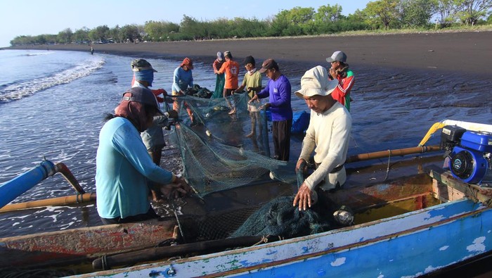 Aksi Nelayan Banyuwangi Tangkap Ikan Pakai Jaring Tarik Pantai Aksi Nelayan Banyuwangi Tangkap Ikan Pakai Jaring Tarik Pantai