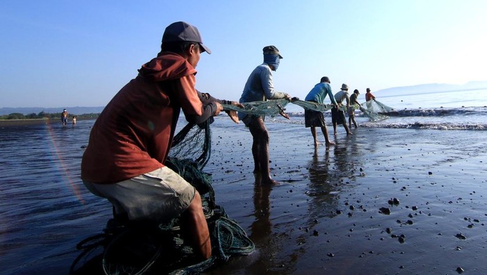 Aksi Nelayan Banyuwangi Tangkap Ikan Pakai Jaring Tarik Pantai Aksi Nelayan Banyuwangi Tangkap Ikan Pakai Jaring Tarik Pantai