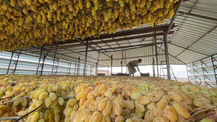 Petani Anggur di Yaman Genjot Produksi di Tengah Larangan Impor