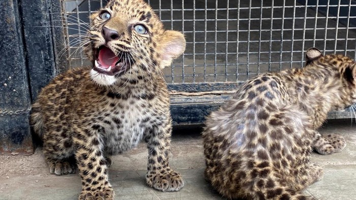 Potret Gemas Dua Bayi Macan Tutul, Kelahiran Pertama di Peru
