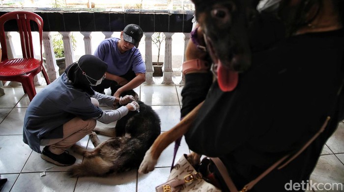 Anjing, Kucing dan Kera di Bekasi Divaksinasi untuk Cegah Rabies