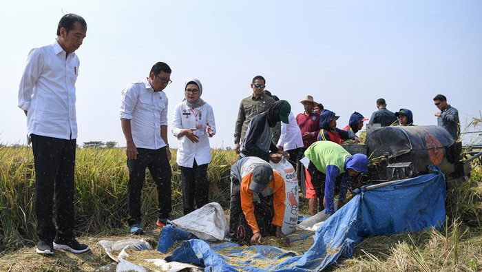 Didampingi Plt Mentan, Jokowi Tinjau Panen Padi di Indramayu Didampingi Plt Mentan, Jokowi Tinjau Panen Padi di Indramayu
