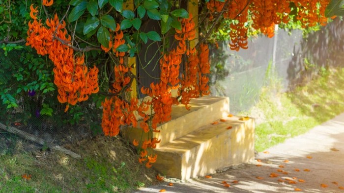 7 Jenis Tanaman Rambat yang Cocok untuk Pagar Rumah