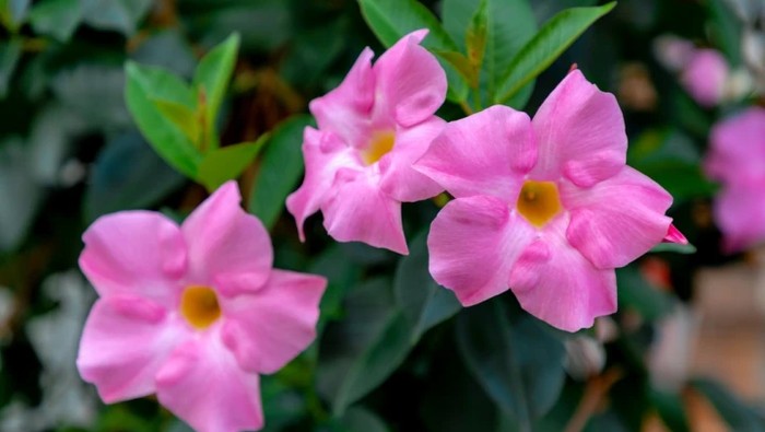 7 Jenis Tanaman Rambat yang Cocok untuk Pagar Rumah