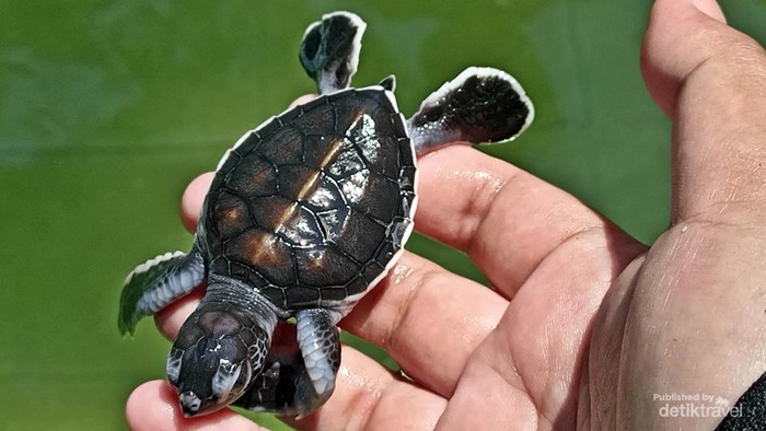 Membelai Tukik di Sangalaki, Imutnya!