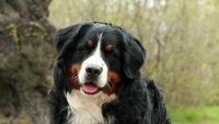 15 Ras Anjing Terbesar di Dunia, Tingginya Lebih dari 1 Meter