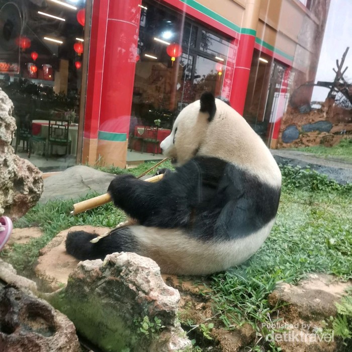 Tak Perlu Jauh-jauh ke China, Lihat Panda Bisa di Cisarua