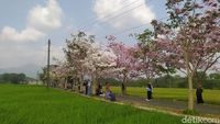 Fakta Bunga Tabebuya yang Lagi Bermekaran di Magelang, Berasal dari Brazil