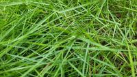 Mau Bikin Taman Enaknya Pakai Rumput Asli atau Sintetis?