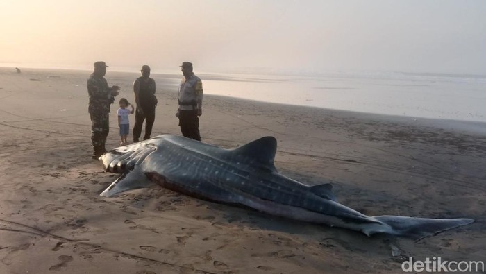 Lagi, Hiu Paus Mati Terdampar di Pantai Yeh Kuning Bali