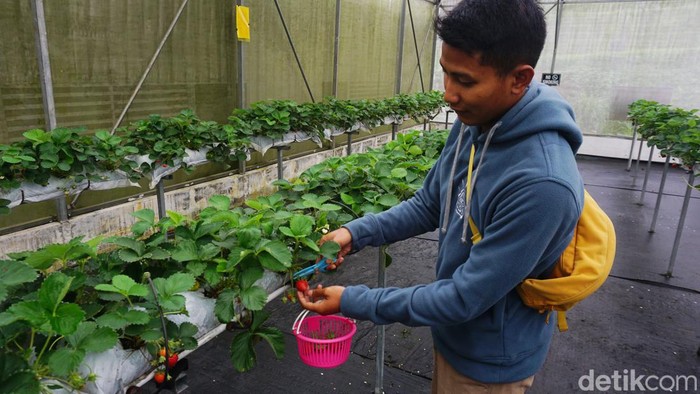 Potret D'LAS Purbalingga, Wisata Lengkap di Lereng Gunung Slamet
