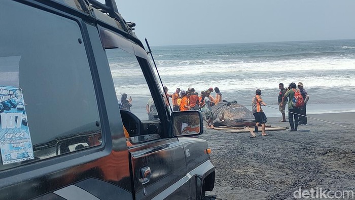 Foto-foto Momen Evakuasi Hiu Tutul Jumbo 1 Ton di Kulon Progo Pakai Jip