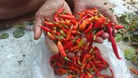 Makin 'Pedas'! Harga Cabai Rawit Merah Tembus Rp 130 Ribu/Kg