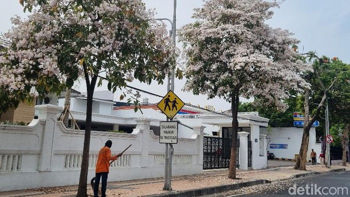 Panorama Cantiknya Bunga Tabebuya Mekar dan Berguguran di Surabaya