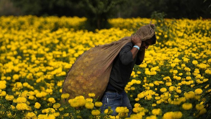 Melihat Panen Bunga Marigold di India untuk Festival Diwali