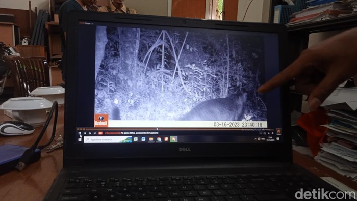 3 Macan Tutul Jawa Ditemukan di Gunung Ciremai 3 Macan Tutul Jawa Ditemukan di Gunung Ciremai