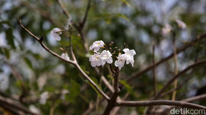 Tabebuya Bermekaran, Trotoar Sudirman Makin Cantik