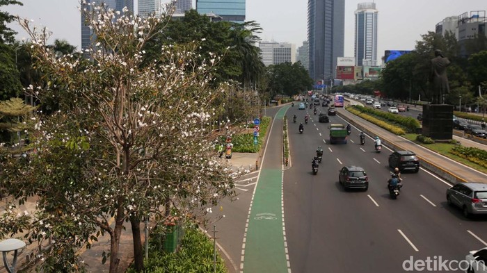 Tabebuya Bermekaran, Trotoar Sudirman Makin Cantik