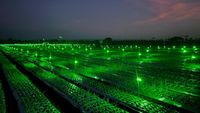 Tanam Bawang Merah dengan Light Trap Bisa Tangkal Hama-Hasil Panen Naik
