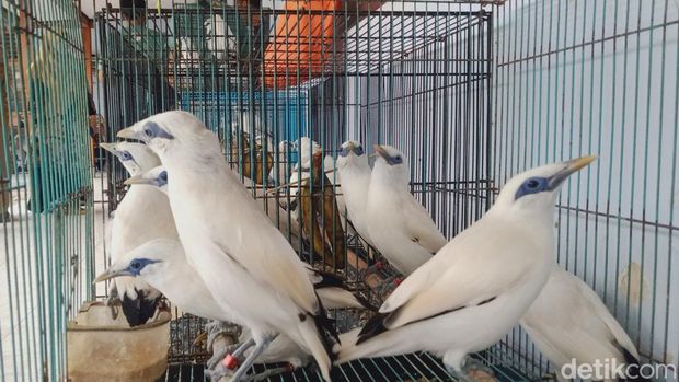 Jalak Bali Habitat Populasi Keunikan Makanan Dan Ciri Ciri