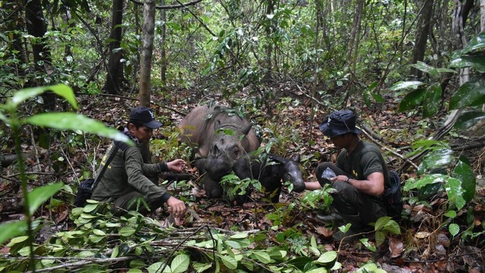 Lucunya Bayi Badak Sumatera yang Lahir di Taman Nasional Way Kambas