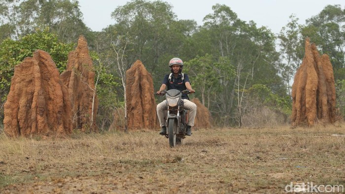 Tantangan Mantri BRI di Ujung Timur Indonesia, Bertemu Ular hingga ...