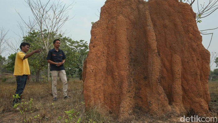 Tantangan Mantri BRI di Ujung Timur Indonesia, Bertemu Ular hingga ...