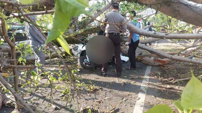 Dua Warga Bojonegoro Tewas Tertimpa Pohon di Malang Dua Warga Bojonegoro Tewas Tertimpa Pohon di Malang