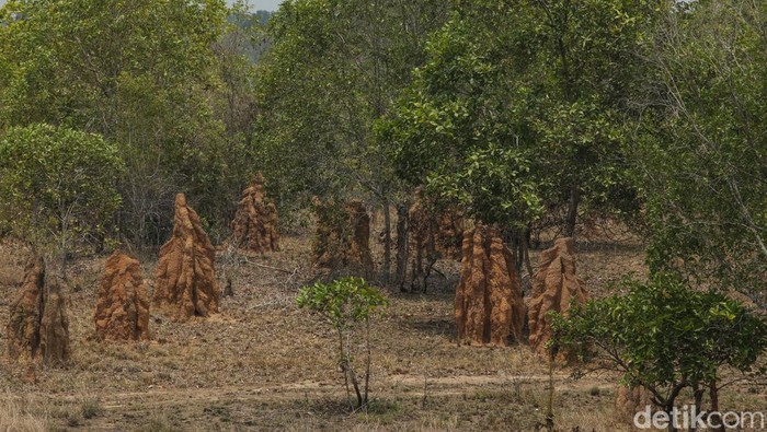 Sarang Rayap di Merauke Jadi Tempat Wisata, Tingginya 3 Meter