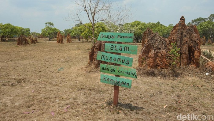 Sarang Rayap di Merauke Jadi Tempat Wisata, Tingginya 3 Meter