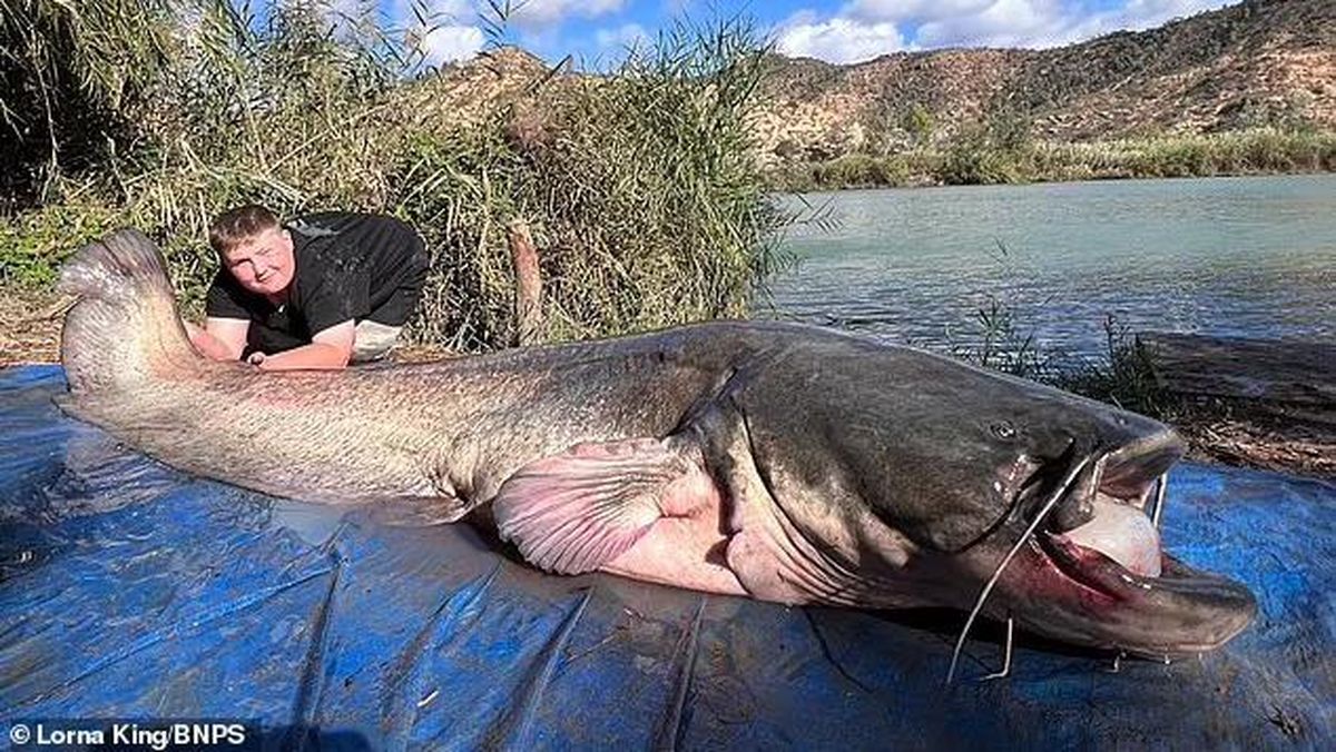 Ikan Lele Raksasa Gambar Alam Mentari