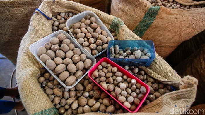 Potret Produksi Biji Pala, Primadona Rempah Halmahera Utara
