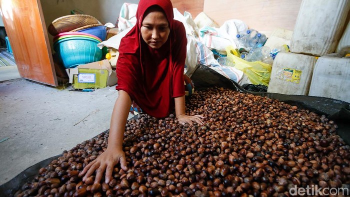 Potret Produksi Biji Pala, Primadona Rempah Halmahera Utara