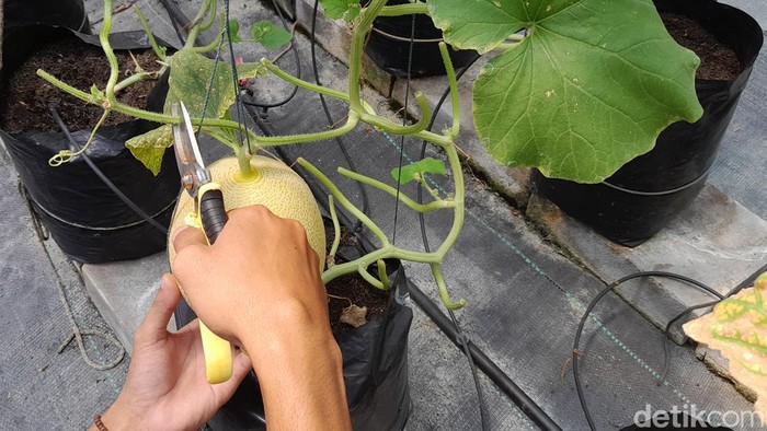 Melihat Perawatan hingga Panen Melon Sultan di Pangandaran