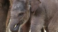 Lucunya Kama, Bayi Gajah Sumatera yang Lahir di Bali Zoo