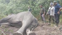 Gajah Penghuni TN Way Kambas Ditemukan Mati