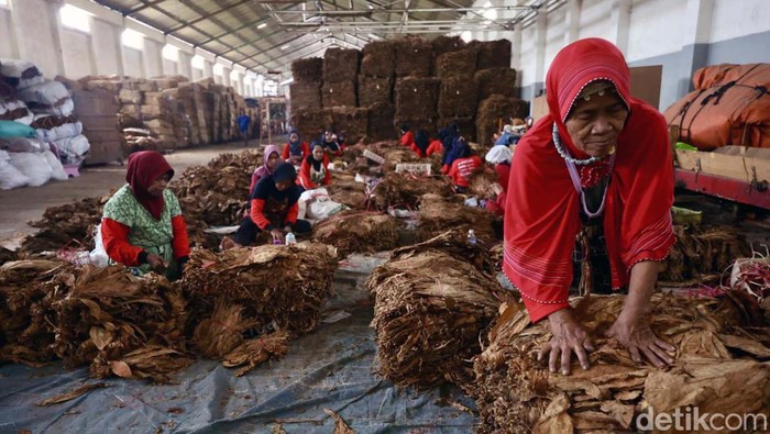 Ganjar akan Jadikan Jateng Pusat Tembakau Indonesia