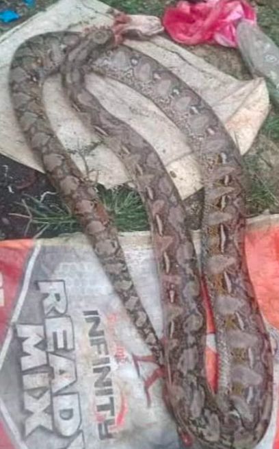 Diserang Piton, Pria Ini Gigit Balik Sampai Si Ular Mati Diserang Piton, Pria Ini Gigit Balik Sampai Si Ular Mati