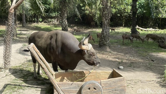 Liburan Seru di Taman Safari Bali