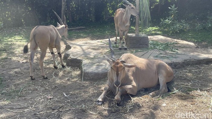 Liburan Seru di Taman Safari Bali