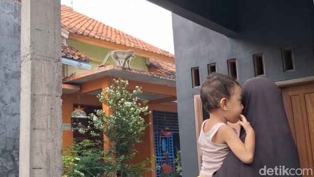 Warga Pemalang Resah Ada Monyet Ekor Panjang Nangkring di Atap Rumah Warga Pemalang Resah Ada Monyet Ekor Panjang Nangkring di Atap Rumah
